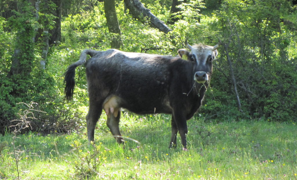 Herbivore Societies | GrazeLIFE